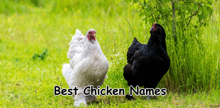 260+ Best Chicken Names for Hens, Roosters & Pet Chickens