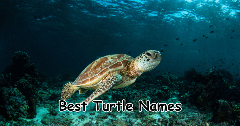 200+ Best Turtle Names – Cute, Unique & Cool Turtle Name Ideas